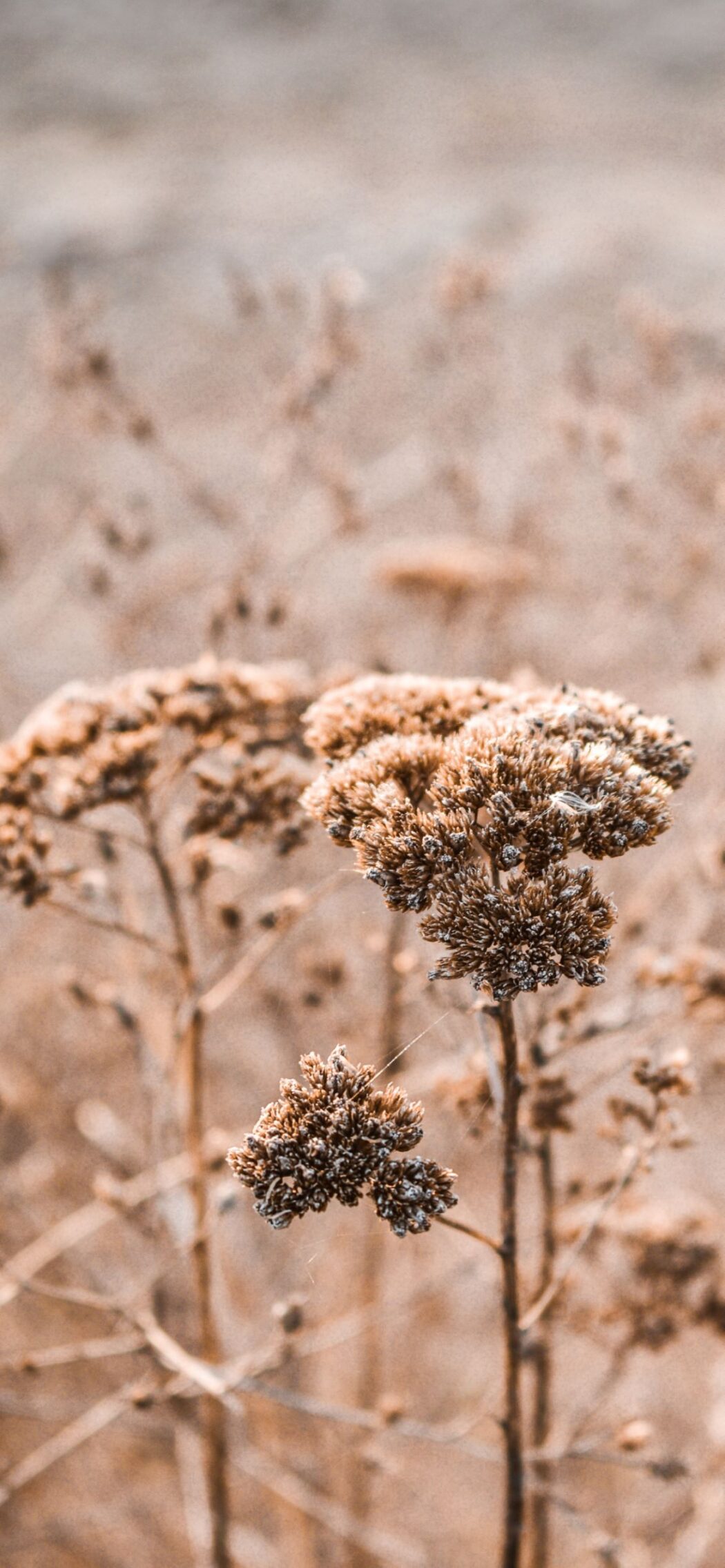 Beige Aesthetic Wallpaper | 70+ Pretty Styles