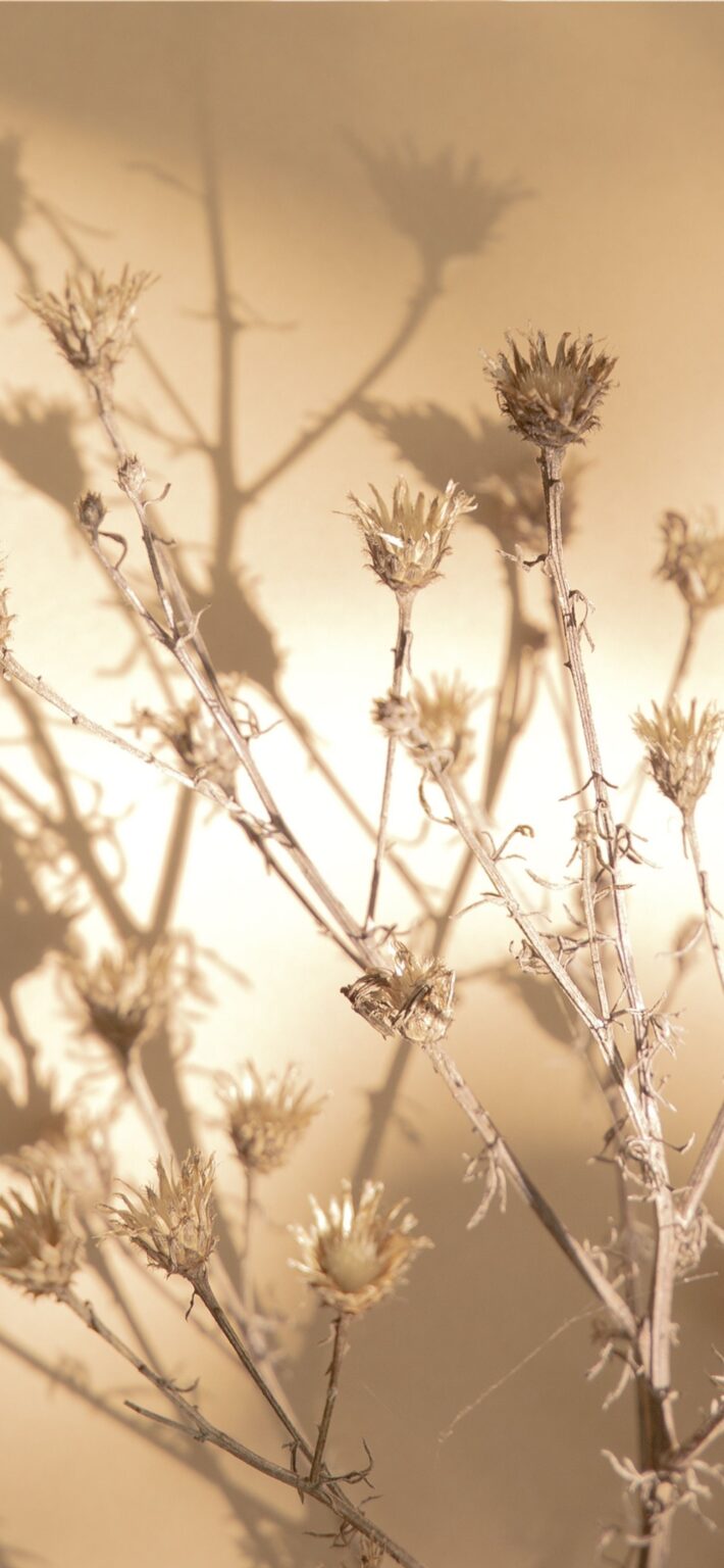 Beige Aesthetic Wallpaper | 70+ Pretty Styles