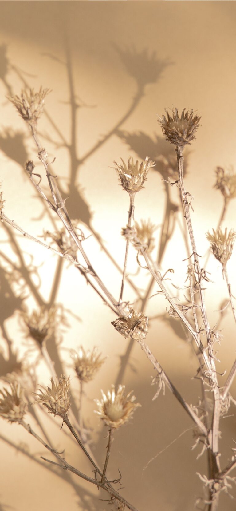 Beige Aesthetic Wallpaper | 70+ Pretty Styles