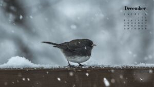 December Calendar Wallpaper | 53 Best Desktop & Phone Backgrounds