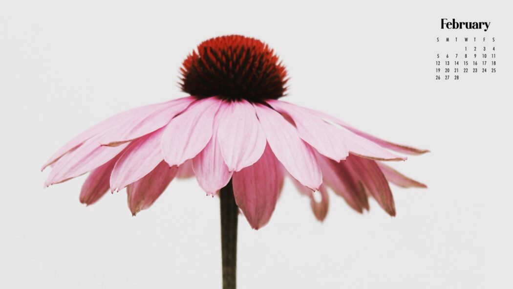 February Calendar Wallpaper | 90+ Best Desktop & Phone Backgrounds