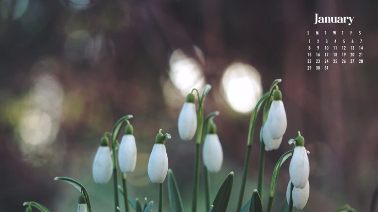 January Wallpaper | 60 Best Desktop & Phone Backgrounds - World of ...