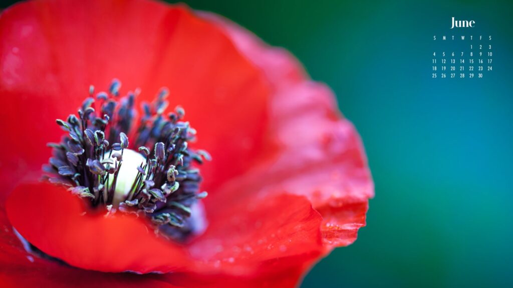 Free June 2023 Calendar Wallpaper