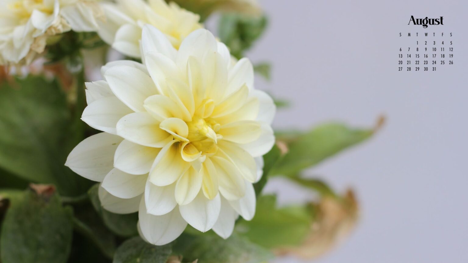 August Calendar Wallpaper - 60 Best Desktop & Phone Backgrounds