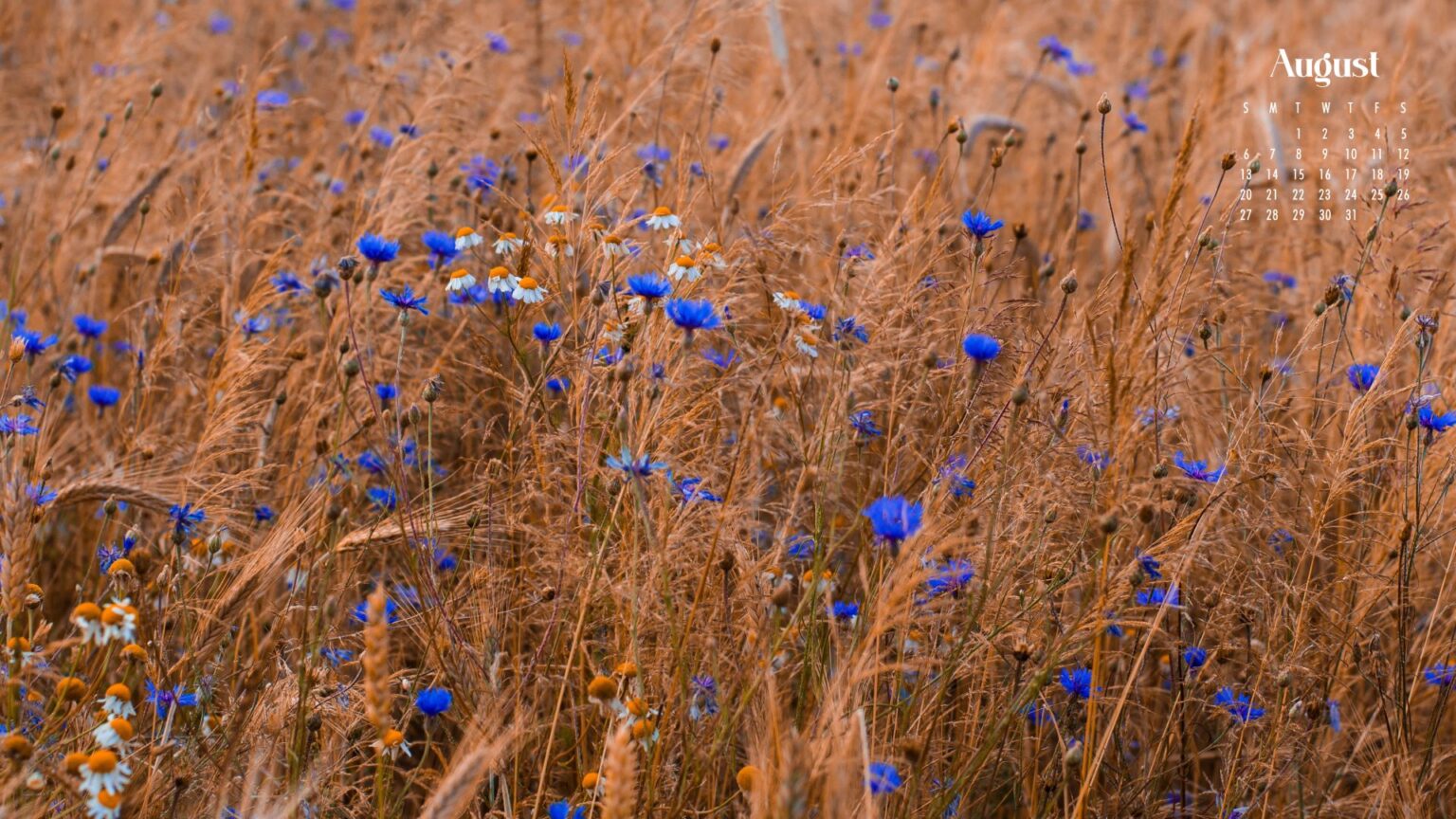 August Calendar Wallpaper - 60 Best Desktop & Phone Backgrounds