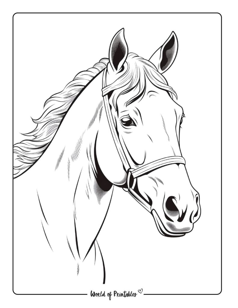 Horse Coloring Pages For Kids & Adults - World of Printables