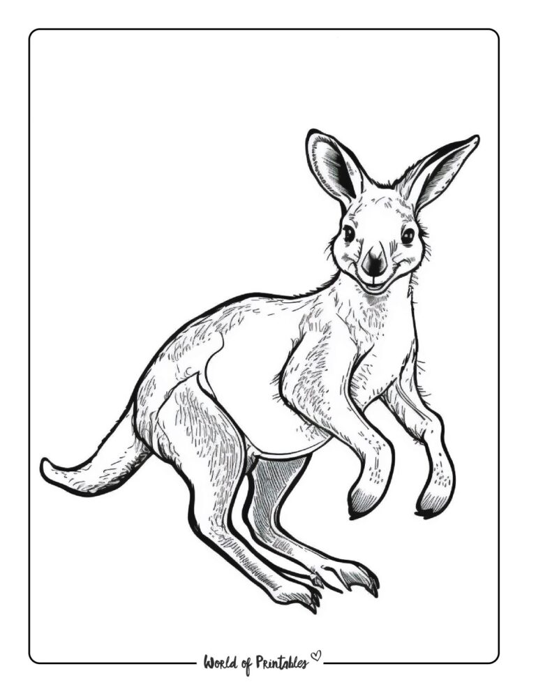 Kangaroo Coloring Pages - World of Printables