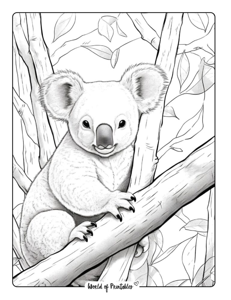 Koala Coloring Pages For Kids & Adults - World of Printables