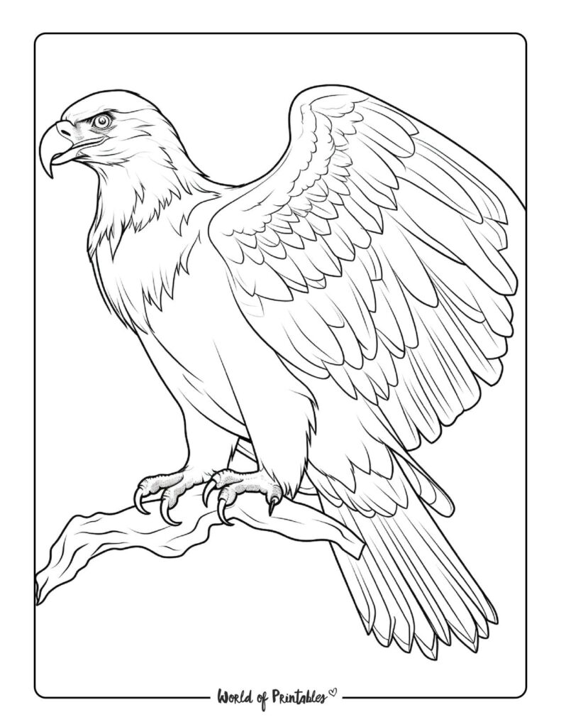 Bird Coloring Pages - World of Printables