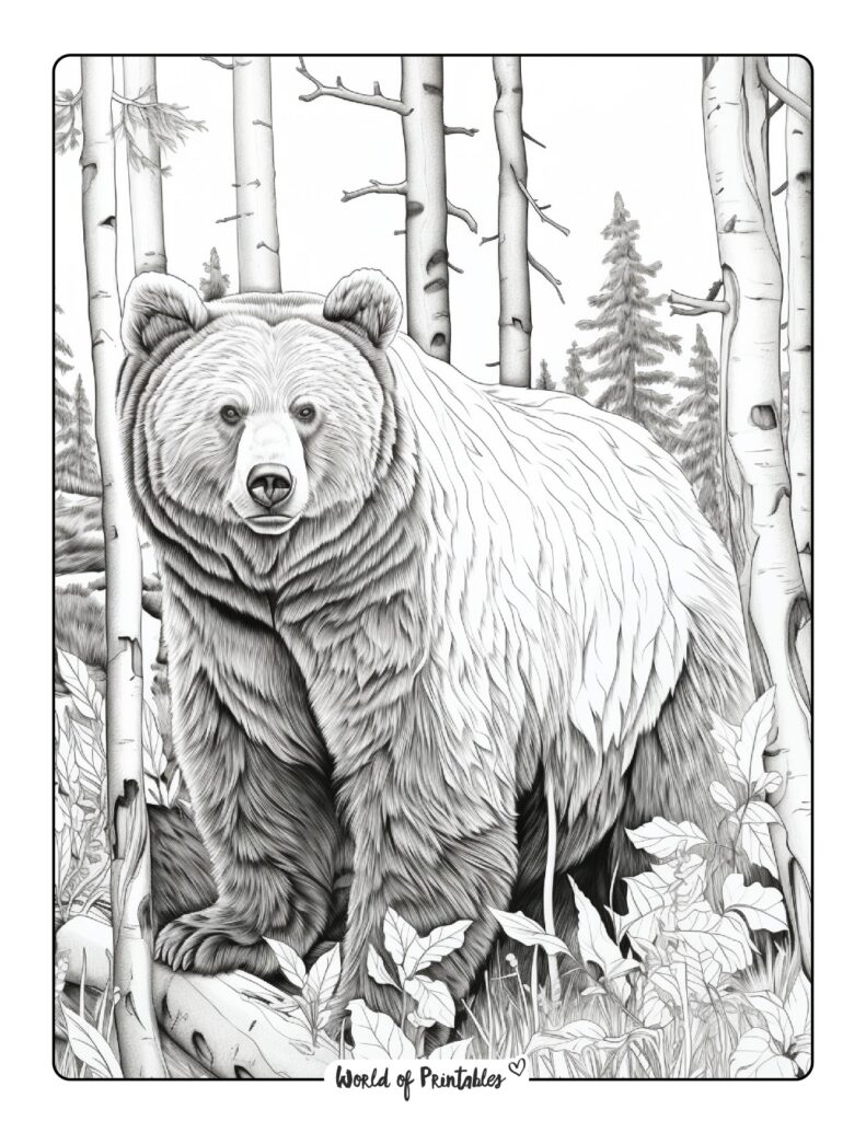 Bear Coloring Pages For Kids & Adults - World of Printables