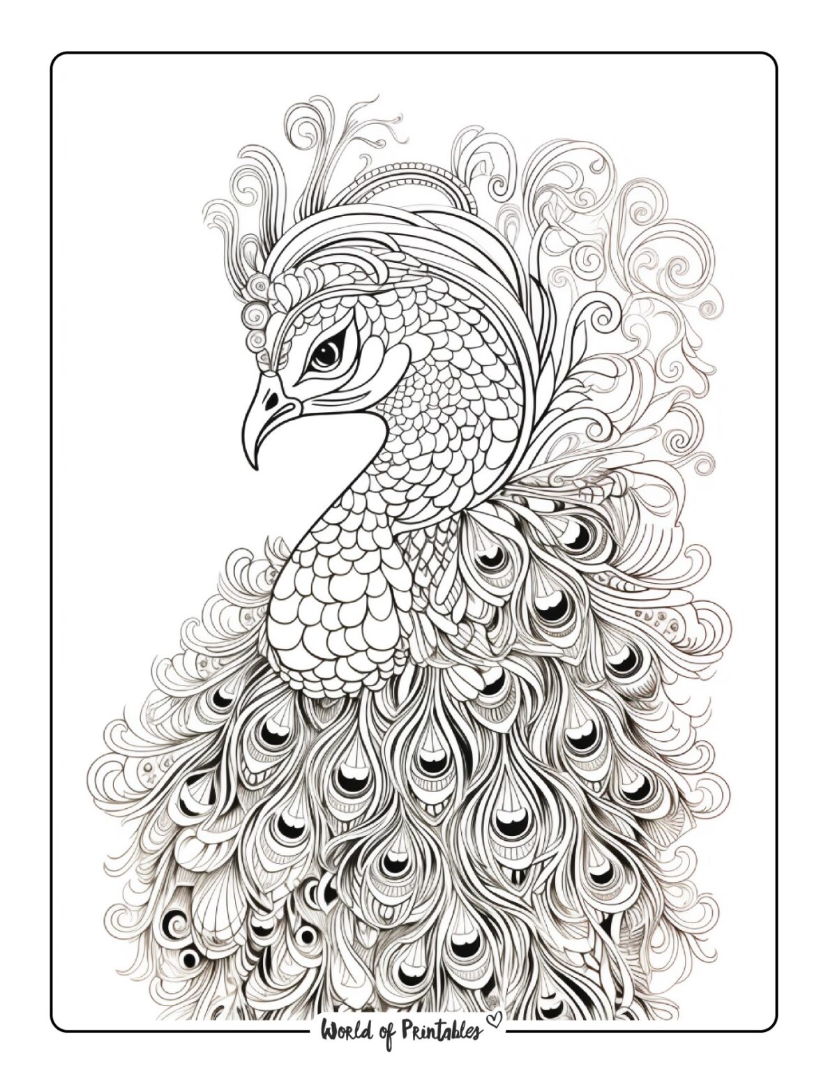 Peacock Coloring Pages - World of Printables