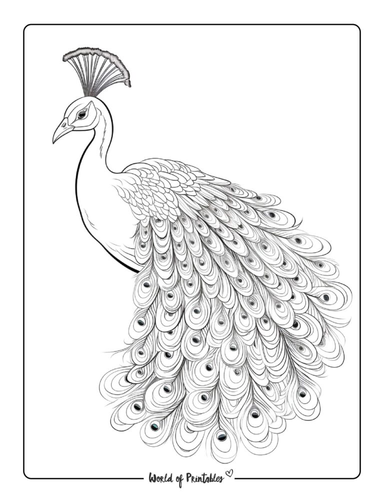 Peacock Coloring Pages - World of Printables
