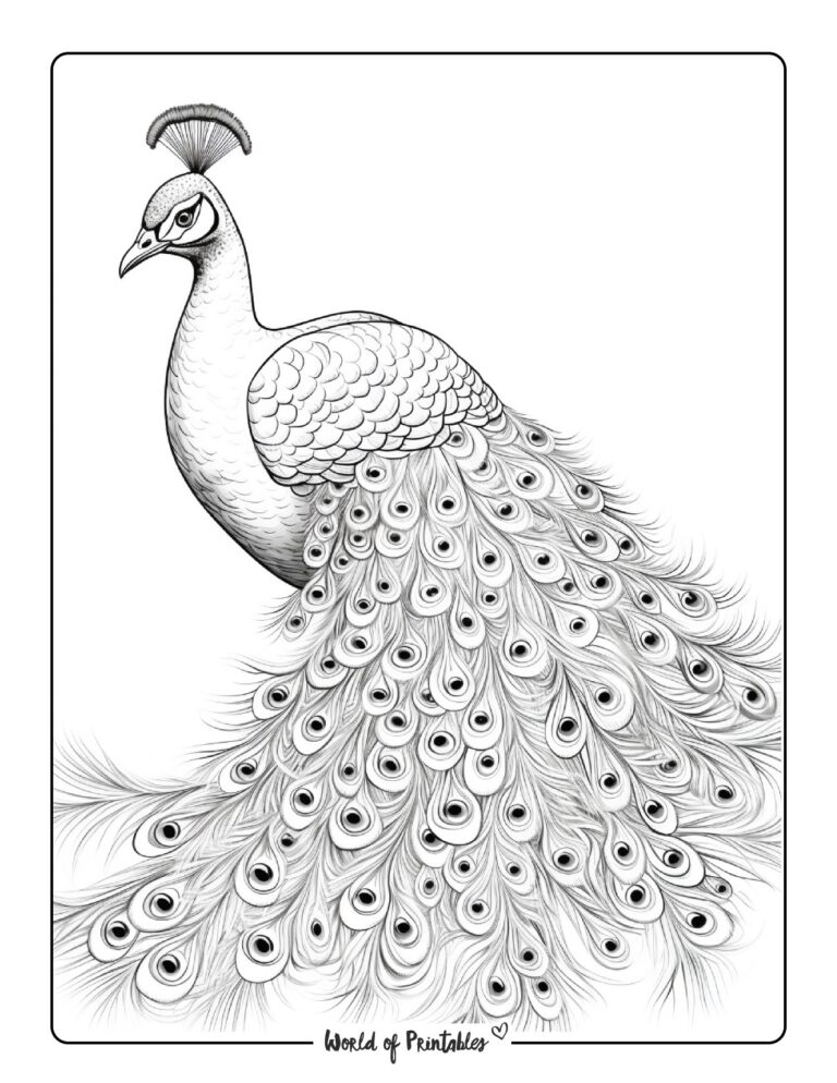 Peacock Coloring Pages - World of Printables