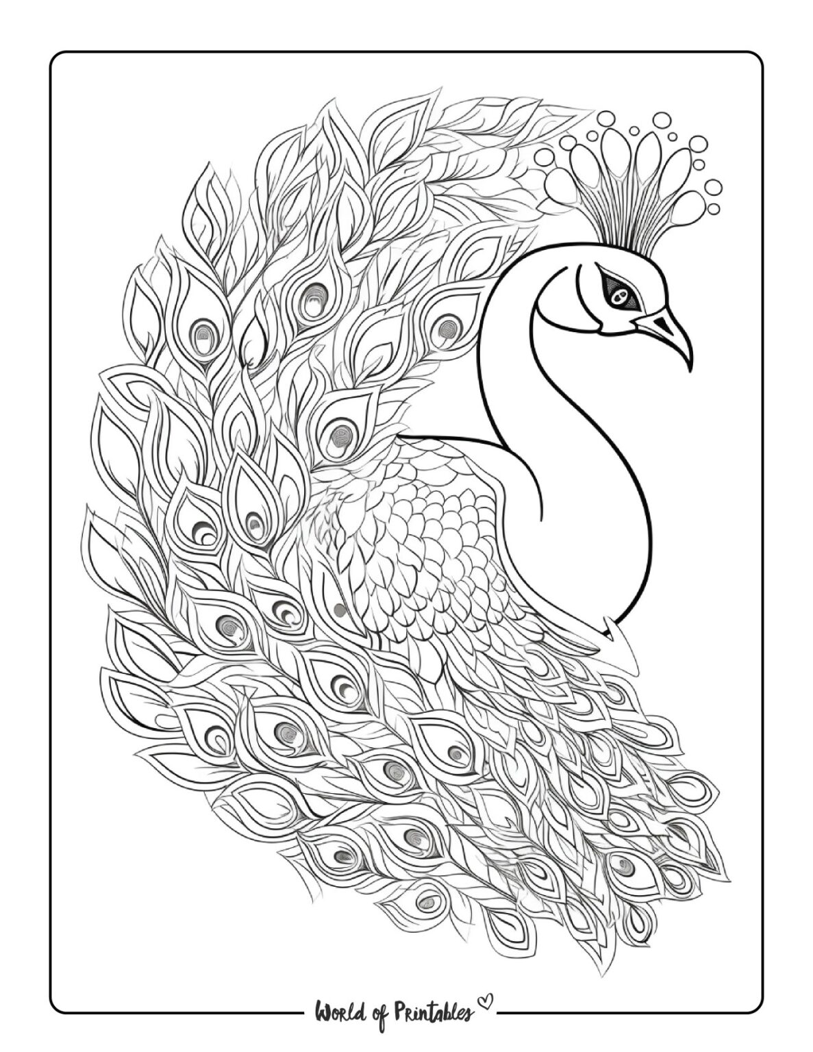 Peacock Coloring Pages - World of Printables