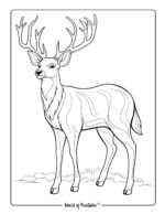 Animal Coloring Pages For Kids & Adults - World of Printables