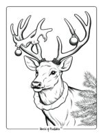 Reindeer Coloring Pages - World of Printables