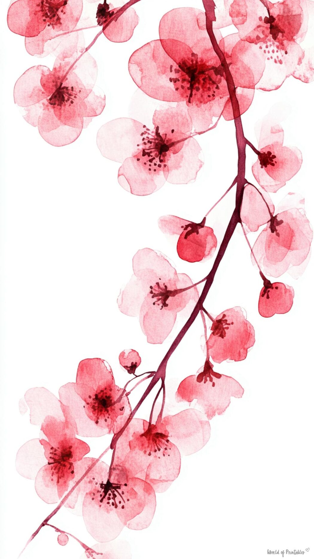 200 Cherry Wallpapers to Freshen Up Your Phone Screen
